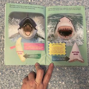 Scholastic | Toys | 4 Who Would Win Killer Whale Vs Great White Shark ...